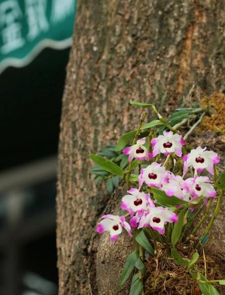 金钗石斛哪里的最好_正宗产地怎么选-第1张图片-山城妙识