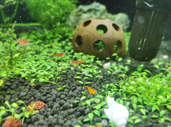 观赏虾抱卵多久下小虾_观赏虾卵多久孵化-第1张图片-山城妙识