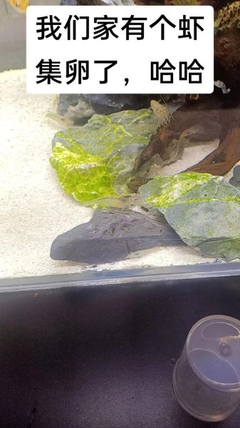 观赏虾抱卵多久下小虾_观赏虾卵多久孵化-第2张图片-山城妙识