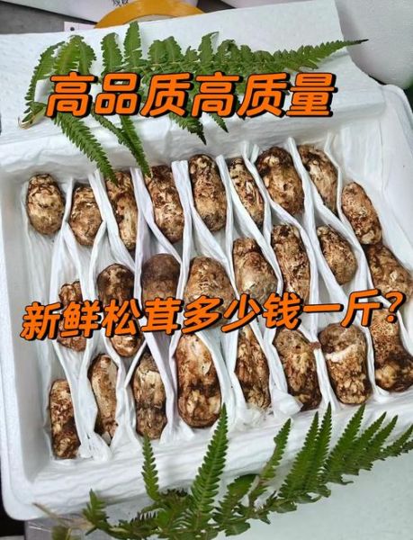 松茸市场价多少钱一斤_松茸价格为什么这么贵-第1张图片-山城妙识
