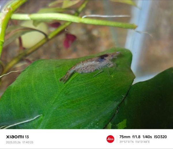 观赏虾抱卵多久下小虾_观赏虾卵多久孵化-第3张图片-山城妙识