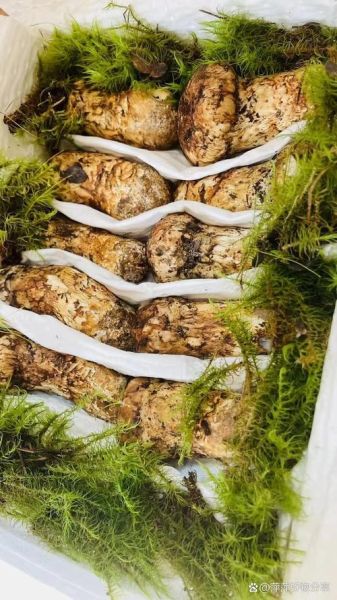 松茸市场价多少钱一斤_松茸价格为什么这么贵-第2张图片-山城妙识