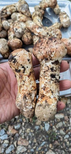 松茸市场价多少钱一斤_松茸价格为什么这么贵-第3张图片-山城妙识