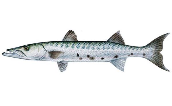 梭子鱼长什么样子_梭子鱼图片大全高清-第1张图片-山城妙识