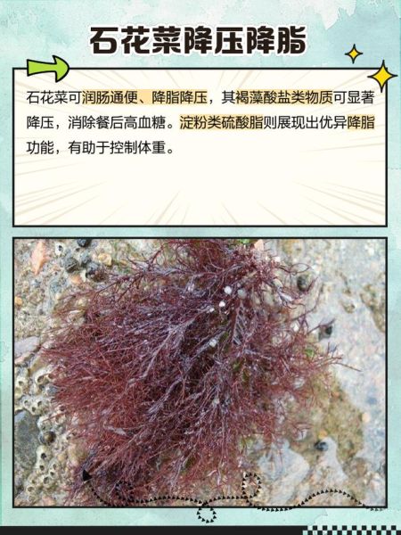 石花菜的功效与作用_石花菜怎么吃最健康-第1张图片-山城妙识