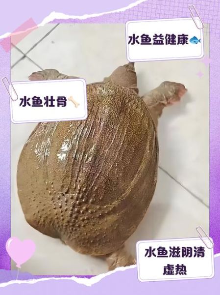 水鱼的功效与作用_水鱼的禁忌有哪些-第2张图片-山城妙识