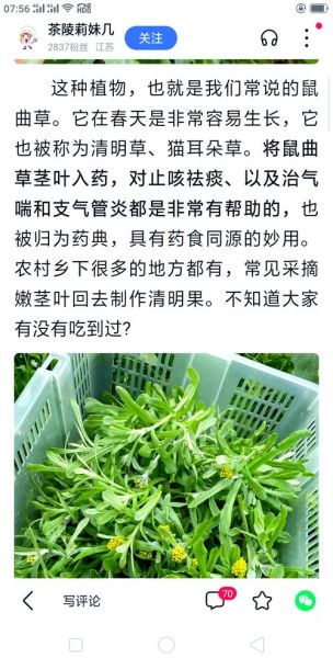 鼠曲草煮水喝有什么功效_鼠曲草煮水喝的禁忌-第2张图片-山城妙识