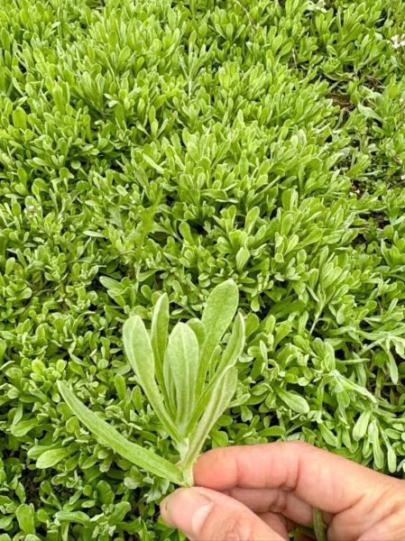 鼠曲草煮水喝有什么功效_鼠曲草煮水喝的禁忌-第3张图片-山城妙识