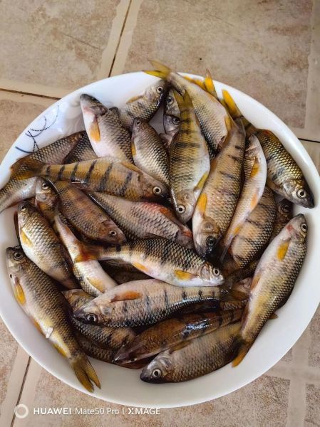 石斑鱼刺多吗_石斑鱼适合孩子吃吗-第2张图片-山城妙识