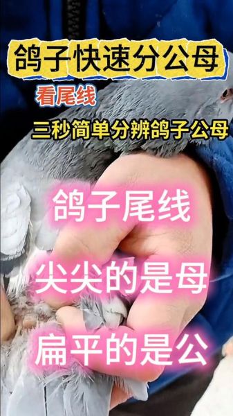 养鸽子新手入门_鸽子日常管理技巧-第3张图片-山城妙识