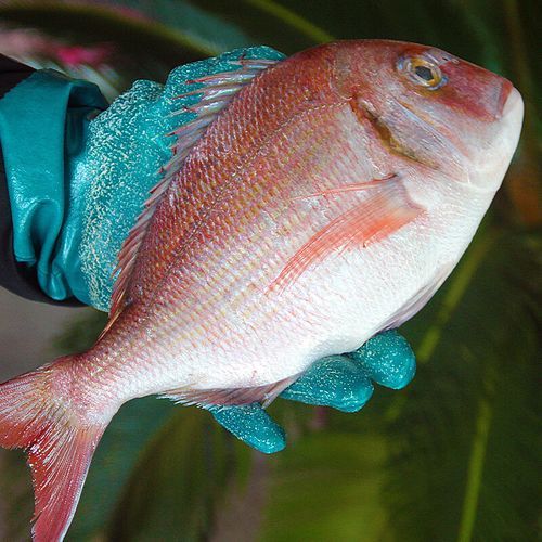 深海红鲷鱼多少钱一斤_深海红鲷鱼怎么做好吃-第1张图片-山城妙识