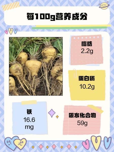 女人吃玛卡的功效与作用_玛卡对女性有哪些好处-第3张图片-山城妙识 女人吃玛卡的功效与作用_玛卡对女性有哪些好处-第3张图片-山城妙识