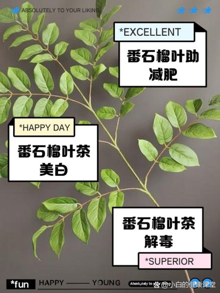 番石榴叶的功效与作用_番石榴叶怎么泡水喝-第2张图片-山城妙识