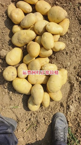 土豆价格最新行情走势图_土豆价格为什么上涨-第2张图片-山城妙识 土豆价格最新行情走势图_土豆价格为什么上涨-第2张图片-山城妙识