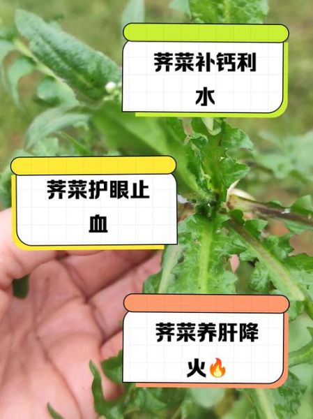 荠菜和什么吃了会中毒_荠菜相克食物有哪些-第2张图片-山城妙识