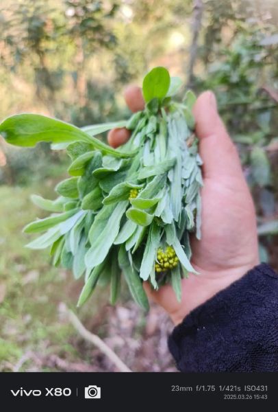 鼠曲草粑粑怎么做_鼠曲草粑粑的功效与作用-第1张图片-山城妙识