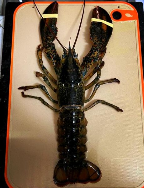 大龙虾多少钱一只_大龙虾价格怎么算-第1张图片-山城妙识