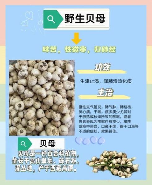 白贝母的功效与作用_白贝母怎么吃效果最好-第1张图片-山城妙识 白贝母的功效与作用_白贝母怎么吃效果最好-第1张图片-山城妙识