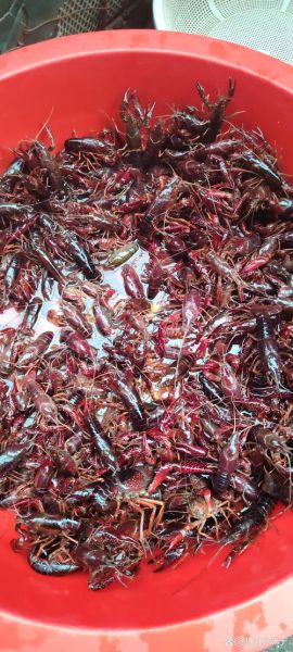 大龙虾多少钱一只_大龙虾价格怎么算-第3张图片-山城妙识