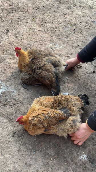 绿壳蛋鸡品种有哪些_哪种产蛋量高-第2张图片-山城妙识