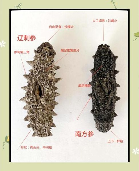 海参是补什么的_海参补什么功效最好-第3张图片-山城妙识