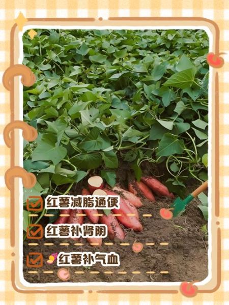 番薯的功效与作用_番薯能减肥吗-第3张图片-山城妙识