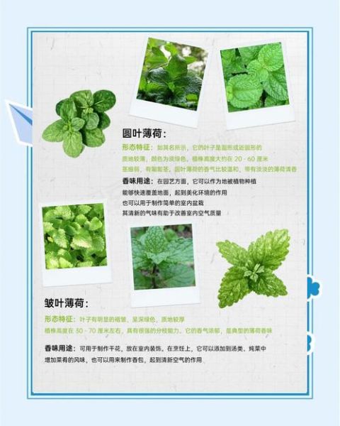 野生薄荷长什么样子_如何辨别野生薄荷-第3张图片-山城妙识