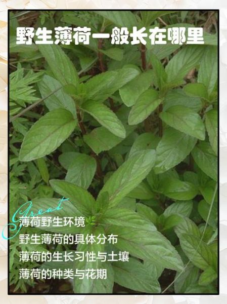 野生薄荷长什么样子_如何辨别野生薄荷-第2张图片-山城妙识