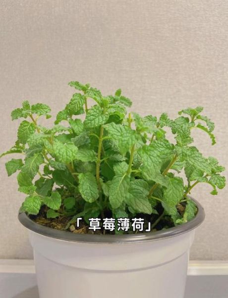 野生薄荷长什么样子_如何辨别野生薄荷-第1张图片-山城妙识