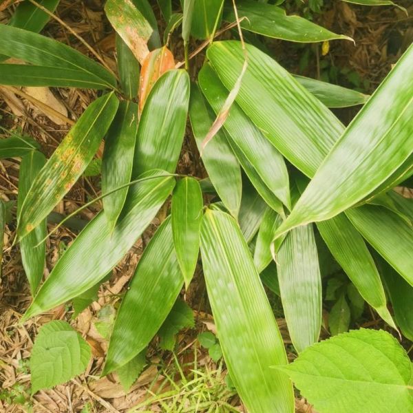 粽叶图片大全大图_粽叶有哪些品种-第3张图片-山城妙识