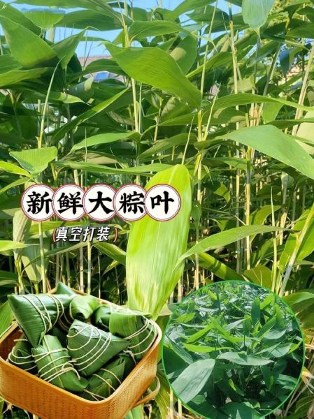 粽叶图片大全大图_粽叶有哪些品种-第1张图片-山城妙识