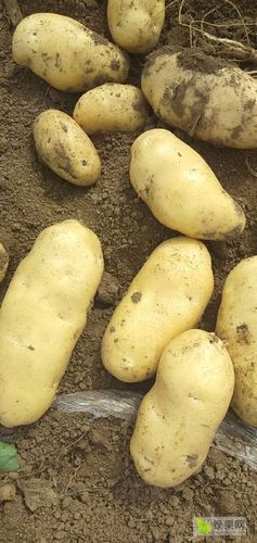 韩国土豆价格_为什么最近暴涨-第3张图片-山城妙识