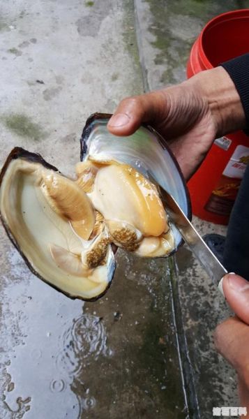 河蚌怎么清洗图解_河蚌清理内脏步骤-第1张图片-山城妙识