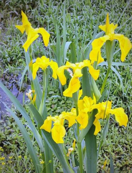 菖蒲图片大全_菖蒲品种怎么区分-第1张图片-山城妙识 菖蒲图片大全_菖蒲品种怎么区分-第1张图片-山城妙识