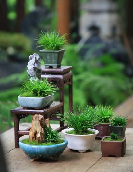 菖蒲图片大全_菖蒲品种怎么区分-第2张图片-山城妙识 菖蒲图片大全_菖蒲品种怎么区分-第2张图片-山城妙识