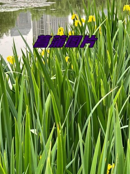 菖蒲图片大全_菖蒲品种怎么区分-第3张图片-山城妙识 菖蒲图片大全_菖蒲品种怎么区分-第3张图片-山城妙识