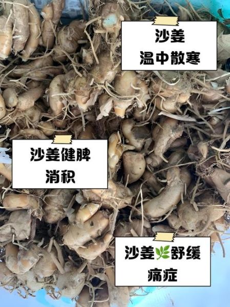 沙姜的功效与作用_沙姜怎么吃效果最好-第3张图片-山城妙识