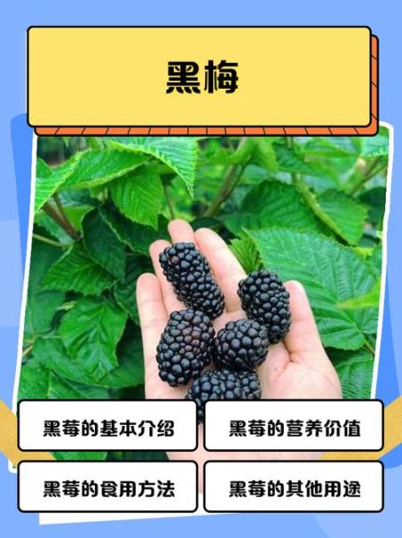 黑莓怎么吃_黑莓的正确吃法-第1张图片-山城妙识