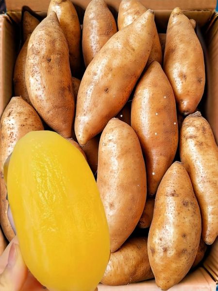 天山雪莲价格多少钱_天山雪莲价格为什么贵-第2张图片-山城妙识 天山雪莲价格多少钱_天山雪莲价格为什么贵-第2张图片-山城妙识