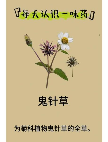 鬼针草的功效与作用及禁忌_鬼针草泡水喝的副作用-第3张图片-山城妙识