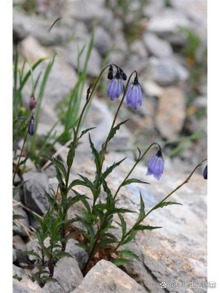 南沙参图片_南沙参的功效与作用-第3张图片-山城妙识