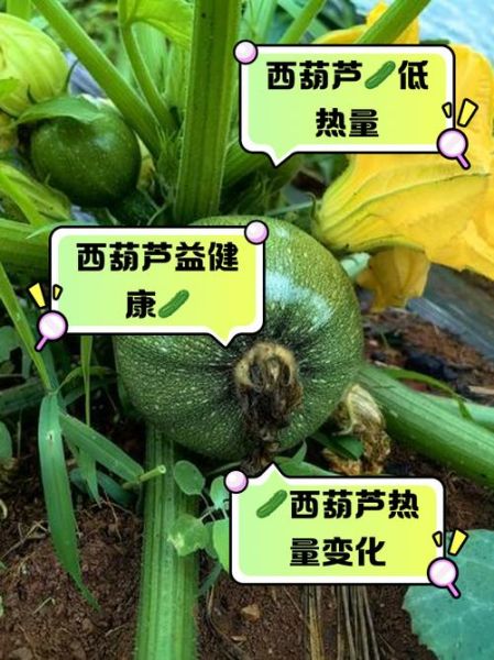 西葫芦热量高吗_西葫芦营养价值有哪些-第1张图片-山城妙识