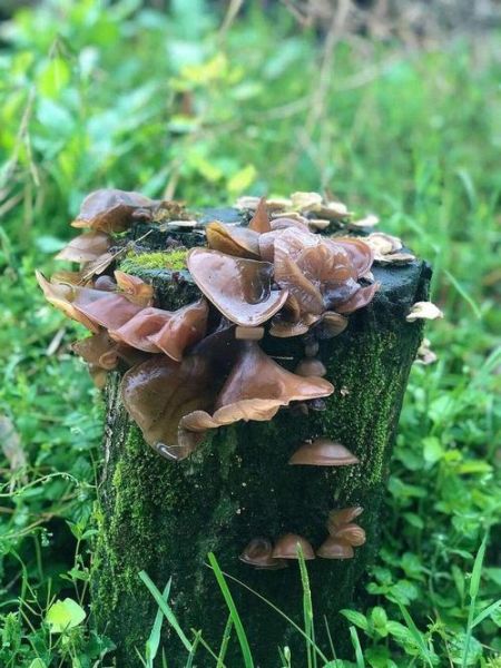 木耳清肺吗_木耳的功效与作用-第3张图片-山城妙识 木耳清肺吗_木耳的功效与作用-第3张图片-山城妙识