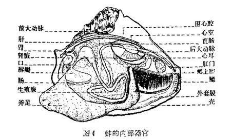 河蚌吃什么部位_河蚌可食用部位图解-第2张图片-山城妙识