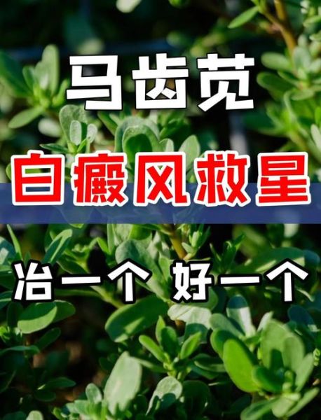 马齿菜白醋治白发真的有用吗_马齿菜白醋怎么使用-第3张图片-山城妙识