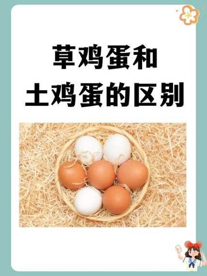 柴鸡蛋和普通鸡蛋的区别_哪个更有营养-第3张图片-山城妙识