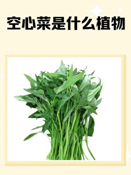 空心菜为什么被称为毒中之王_空心菜重金属超标是真的吗-第2张图片-山城妙识 空心菜为什么被称为毒中之王_空心菜重金属超标是真的吗-第2张图片-山城妙识