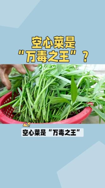 空心菜为什么被称为毒中之王_空心菜重金属超标是真的吗-第3张图片-山城妙识 空心菜为什么被称为毒中之王_空心菜重金属超标是真的吗-第3张图片-山城妙识