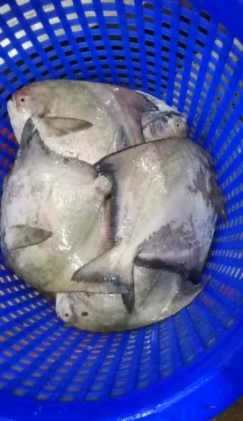 鲳鱼是海鱼吗_淡水鲳鱼和鲳鱼区别-第1张图片-山城妙识