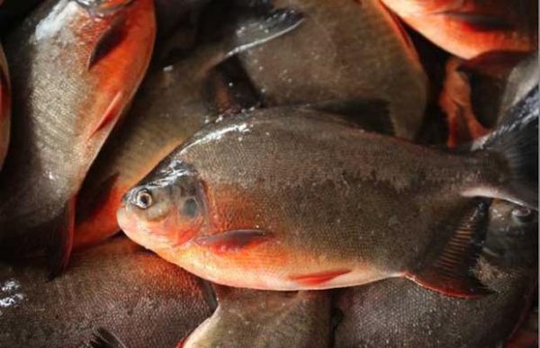 鲳鱼是海鱼吗_淡水鲳鱼和鲳鱼区别-第3张图片-山城妙识